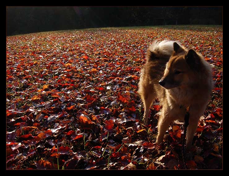 Hoosier National Forest / Lexington Kentucky – October 2009 | The Foxloft