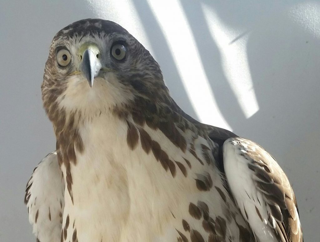 Falconry | The Foxloft