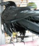 My Pet African Pied Crow, Zen | The Foxloft