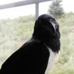 My Pet African Pied Crow, Zen | The Foxloft